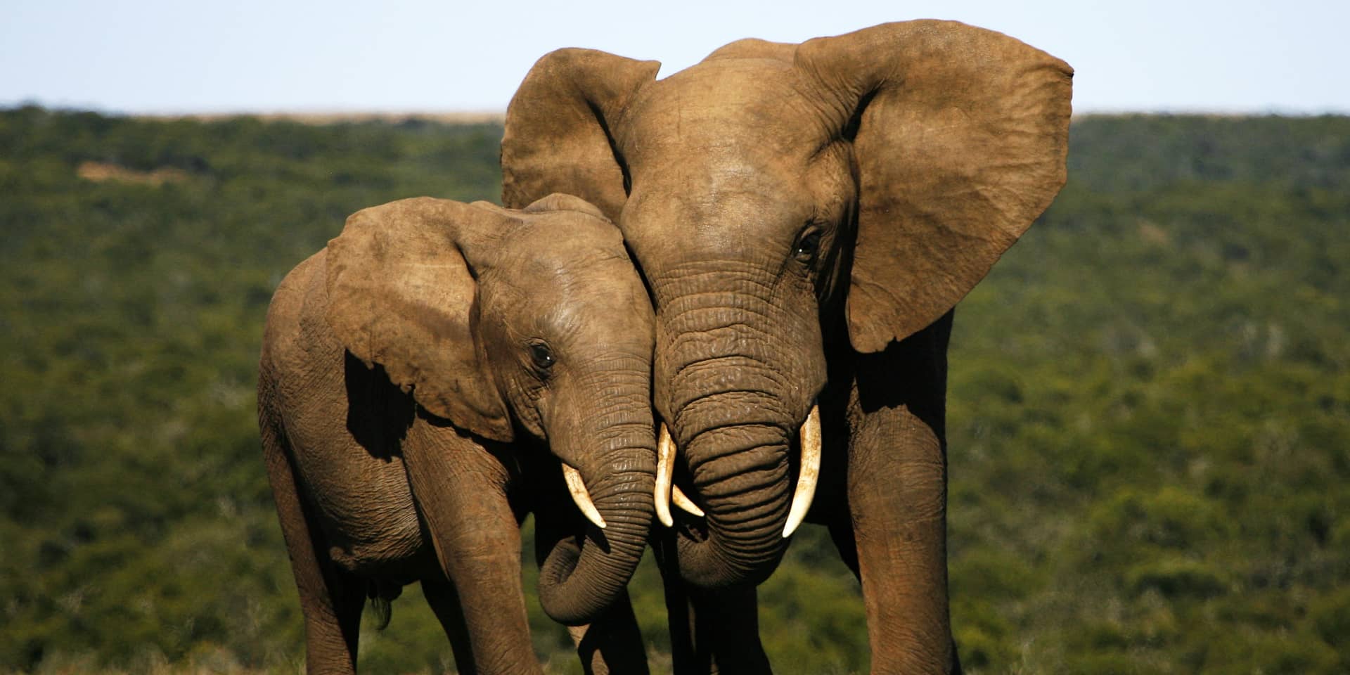 National Animal of Ivory Coast: Discovering the African Elephant